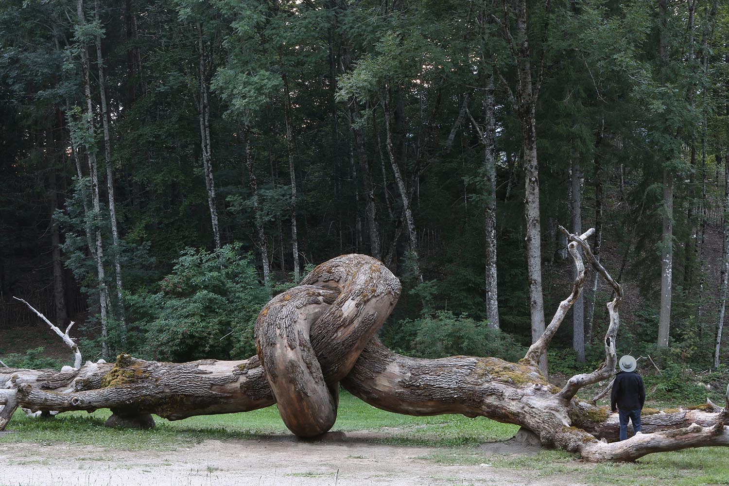 Arte y naturaleza. Viaje al centro de los árboles
