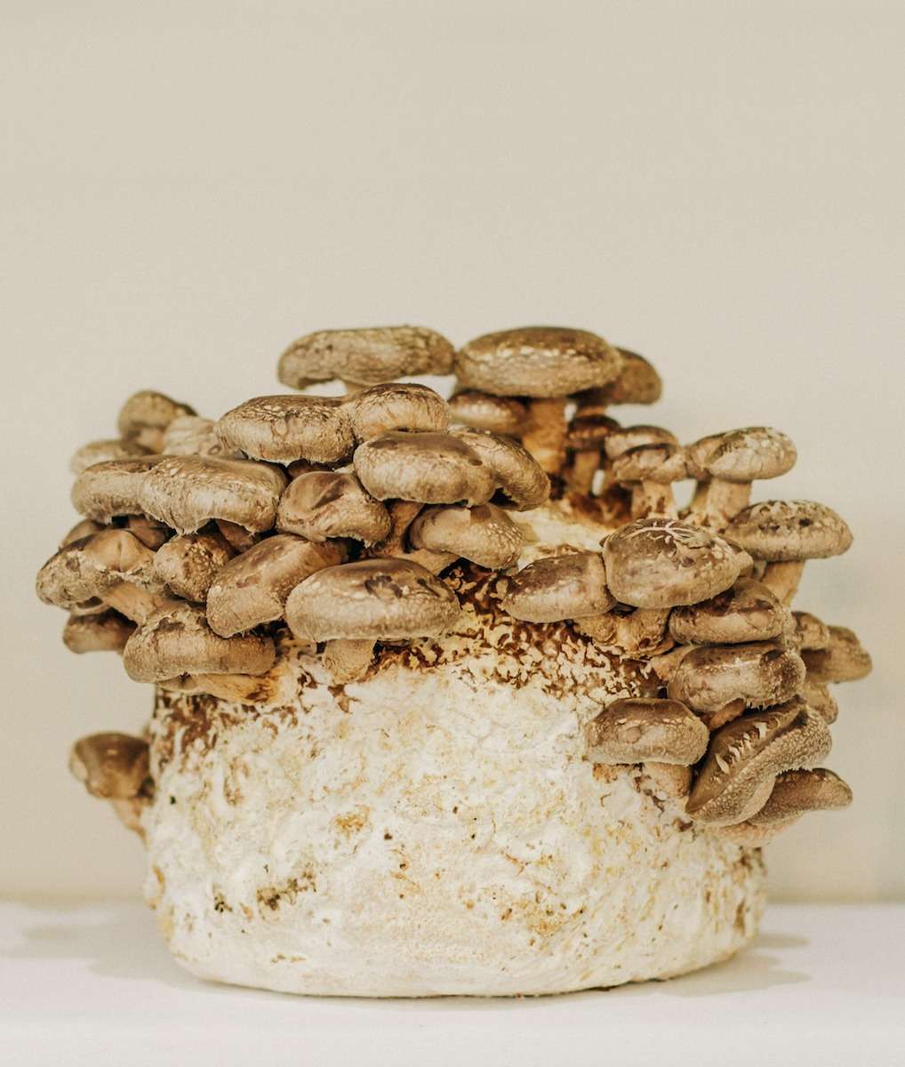 Laila Gohar. El food design como disciplina de las Bellas Artes